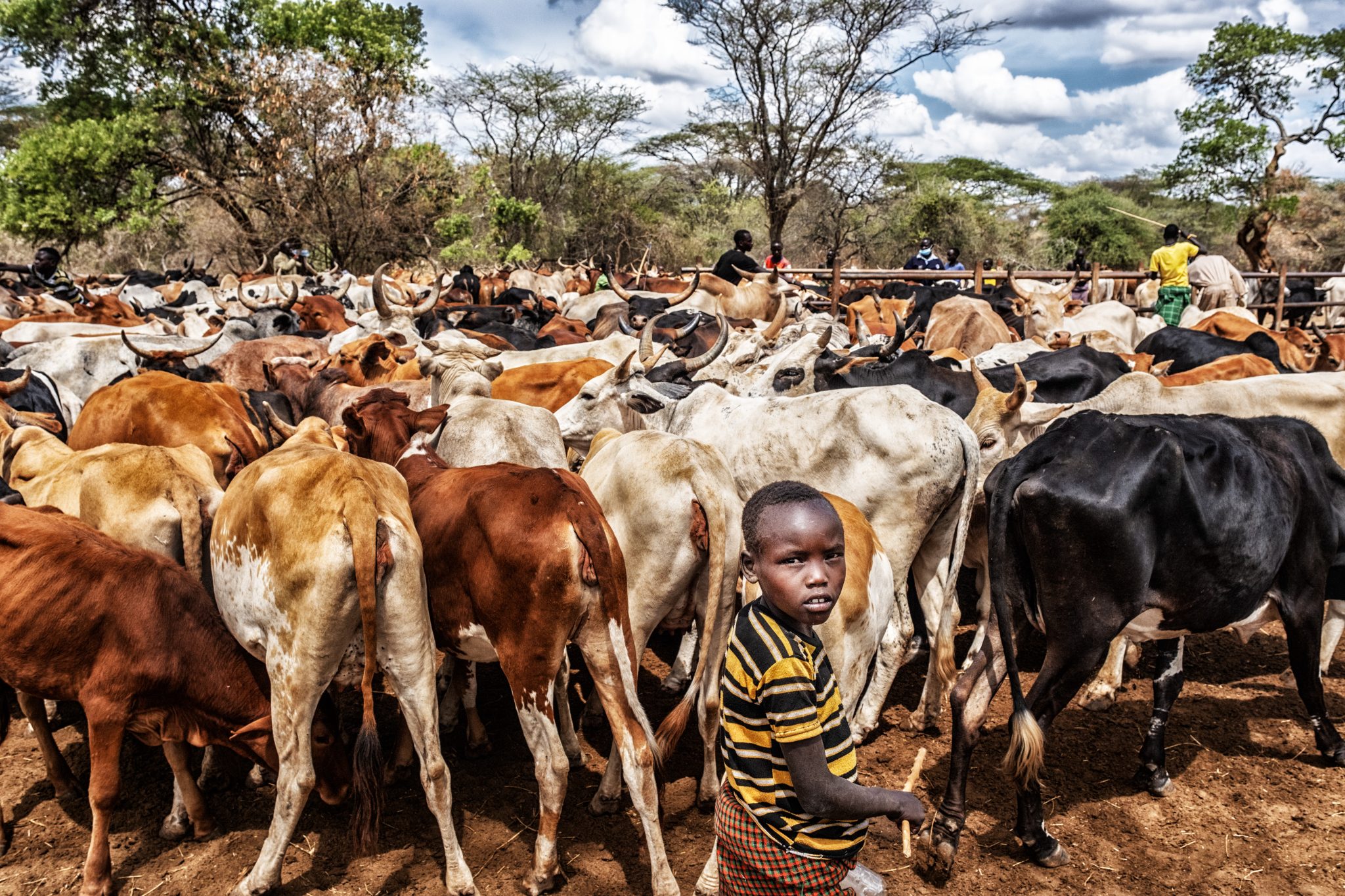 Digital livestock branding in Karamoja: a step towards sustainable ...